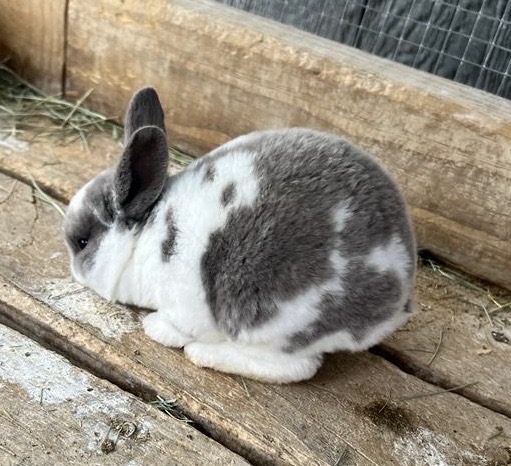 Mini Rex Bunnies – Our Peacefully Chaotic Farm