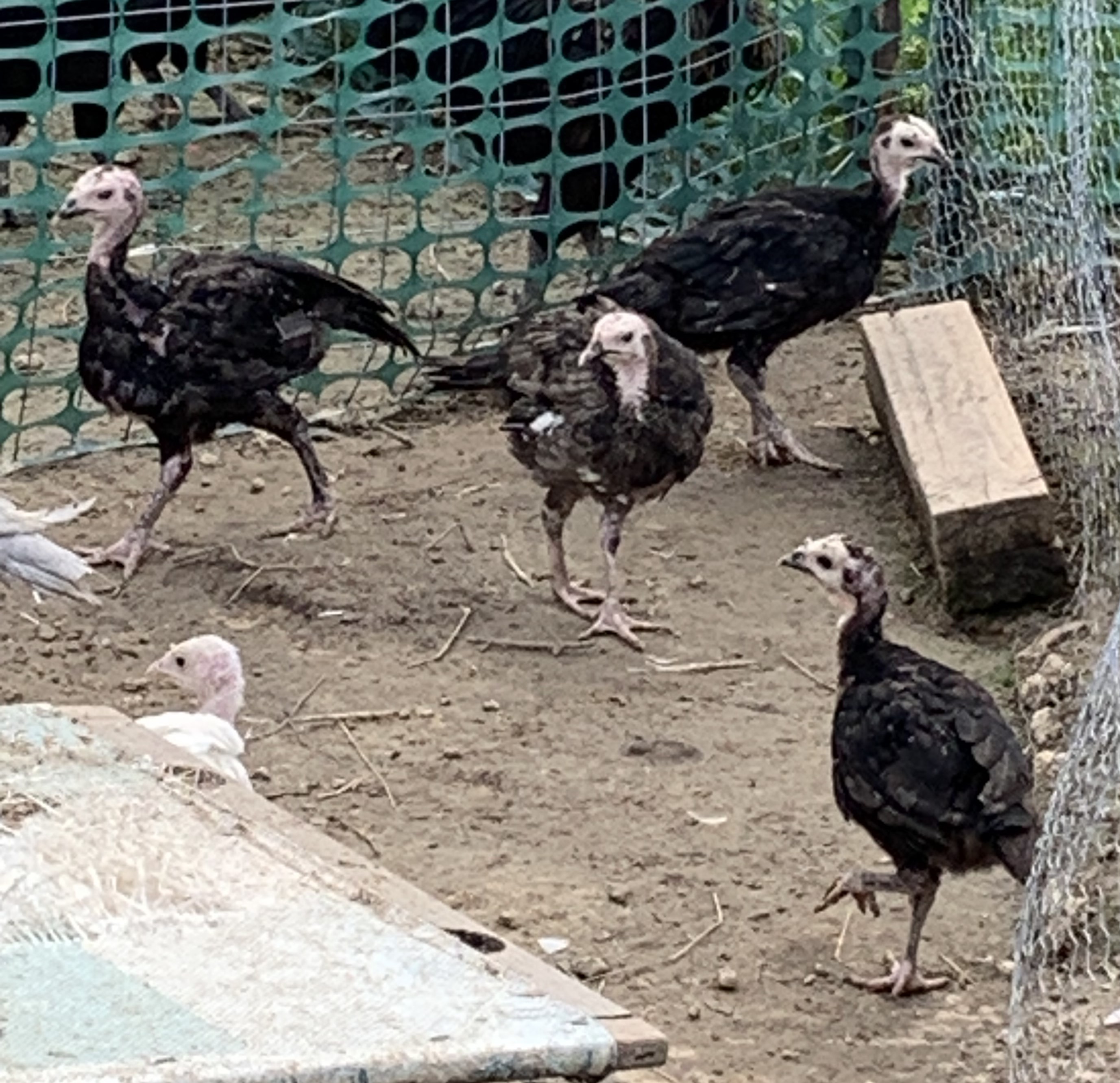 Poultry / Waterfowls – Our Peacefully Chaotic Farm